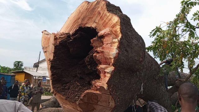 Igi Àràbà ya lulẹ̀ n'Ilorin, èèyàn méjì kú lójú ẹsẹ̀, márùn-ún farapa ...