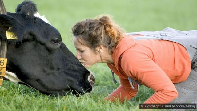 Abraçar vacas, a nova mania mundial? - BBC News Brasil