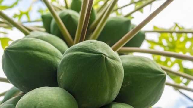 Pawpaw: Wetin you suppose know about di nutritional values of Pawpaw ...