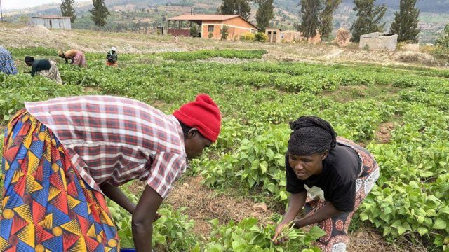 Rwanda: Abagore bahoze barwaje bwaki ubu basigaye bahinga imboga ...