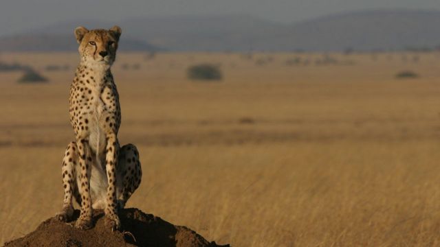 Populasi menurun, hewan cheetah terancam punah - BBC News Indonesia