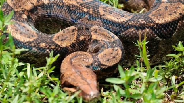 Igbo culture and animal Totems: Etu Igbo si ahụta ugo,ngwere, nwamba na ...