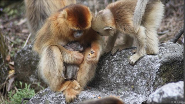 Conheça os macacos 'parteiros' observados na China - BBC News Brasil