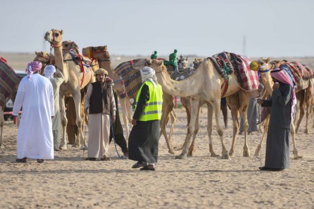 Tartankii ugu weynaa dunida ee Geela oo dhowaan ka dhacaya Sacuudiga ...