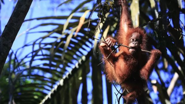 Primata mengupil yang memantik misi pencarian ilmiah - BBC News Indonesia
