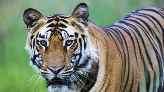 Asilimia 70 ya chui ulimwenguni wako India-Utafiti - BBC News Swahili