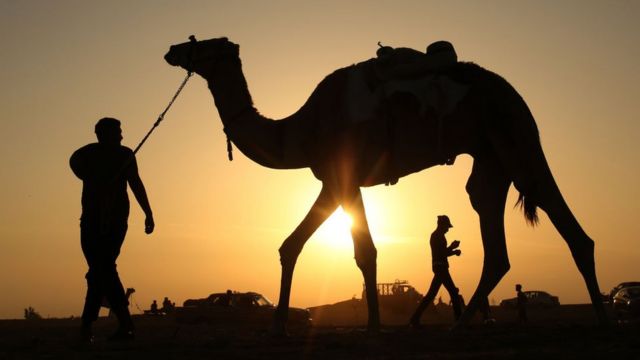 Afoola Oromoo: Mammaaksa Oromoo guyya guyyaan - BBC News Afaan Oromoo