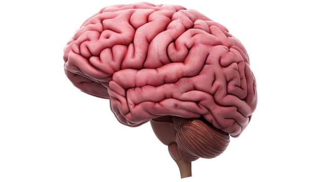 Dicas De Um Pai Neurocientista Para Lidar Com Os Adolescentes Bbc