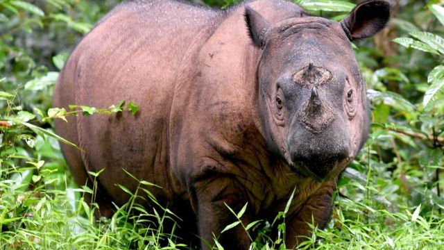 Iman, badak Sumatera terakhir di Malaysia mati: Pejabat mengaku sangat ...