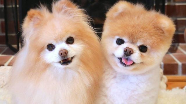 'மனமுடைந்ததால்' இறந்துபோன பொமரேனியன் நாய்க்குட்டி - BBC News தமிழ்