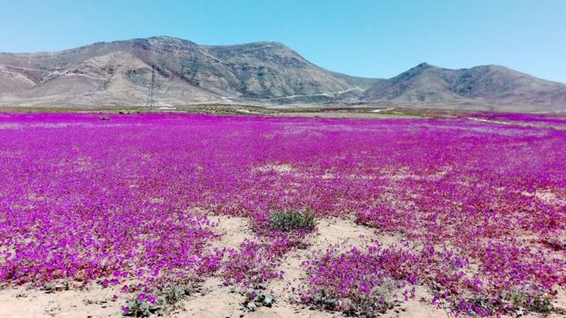 Un alegre mural, un platillo apetitoso, los colores del desierto: tus ...