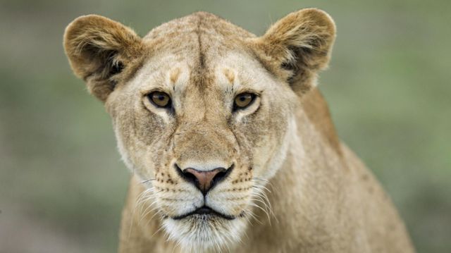 Leoa em Berlim: animal à solta assusta e leva a toque de recolher - BBC News Brasil