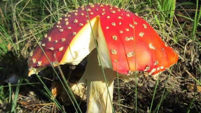 Srbija, trovanje pečurkama: Na šta treba da pazite kada berete gljive ...