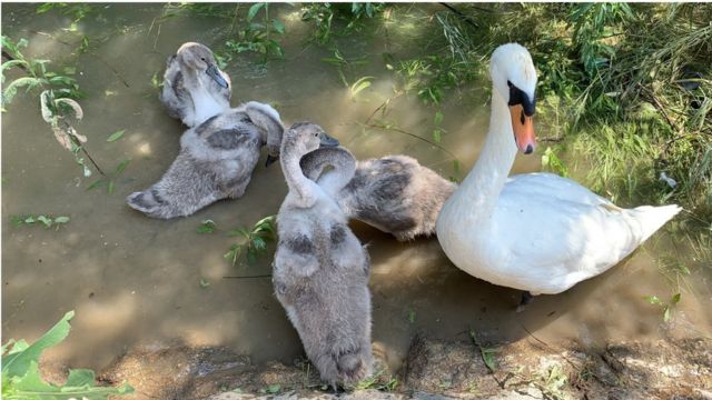 I u dobru i u zlu: Porodica labudova sa Save čeka da se mama oporavi ...