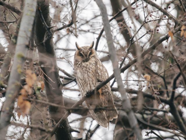 Životinje i priroda Srbije: Otkud sova utina u panonskoj Kikindi - BBC ...