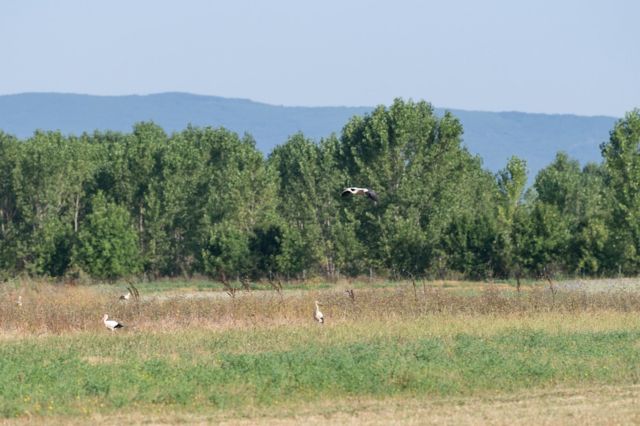 Srbija i ptice: Vratile se rode - Pernate komšinice ponovo u Donjem ...