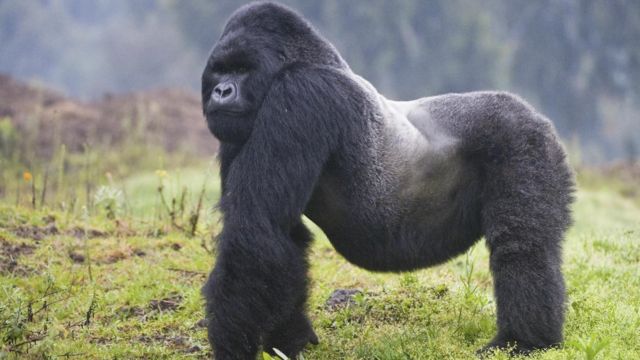 Intumwa ya DR Congo muri UN yashinje u Rwanda 'gutwara ingagi' zabo ...