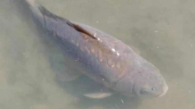 Mafishi: Why Zambia president, students, odas dey mourn di death of dis ...