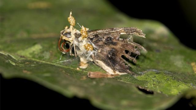 The Last of Us: Apakah jamur Cordyceps bisa membunuh dan mengubah ...