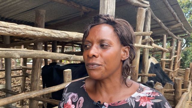 Rwanda-Gicumbi: Guhinga ata butaka - igisubizo mu guhaza amatungo - BBC ...