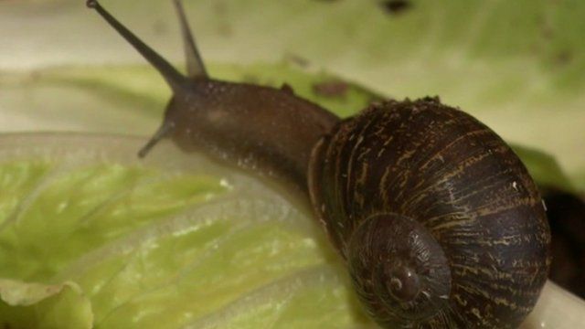 Jeremy the 'leftie' snail's search for love is a snailure! - BBC Newsround