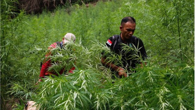 Puluhan hektare ladang ganja di Aceh dimusnahkan - BBC News Indonesia