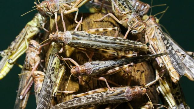 Uganda: Igitero cy'inzige cyahageze, barakoresha abasirikare 2,000 mu ...