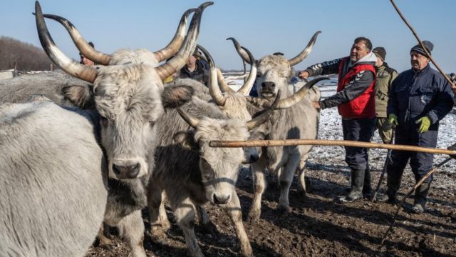 Srbija: Spasavanje životinja sa Krčedinske ade, ko je kriv što su ...