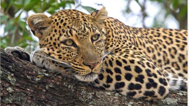 Stray leopard captured: Ọwọ́ tẹ àmọ̀tẹ́kùn tó rìn wọ inú àdúgbò - BBC ...