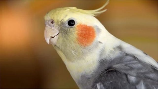 Maladies transmises par les animaux de compagnie : neuf conseils pour s ...