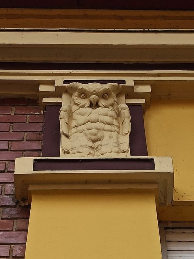 Životinje i priroda Srbije: Otkud sova utina u panonskoj Kikindi - BBC ...