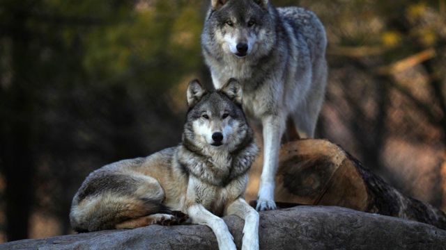 Bagaimana hewan-hewan liar dapat membantu mengatasi perubahan iklim ...