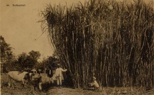 Podcast Flora Carita: Manisnya tebu yang membawa kisah pilu di ...