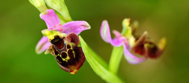 Maisha ya Siri ya kujamiiana ya Mimea - BBC News Swahili