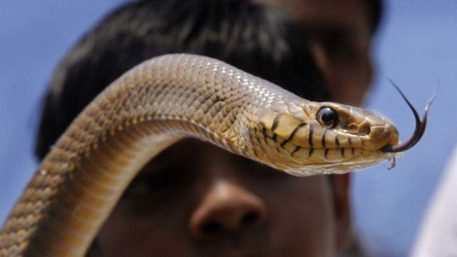 Ni ikihe kimenyetso cerekana ko inzoka ishaka kukurya? - BBC News Gahuza