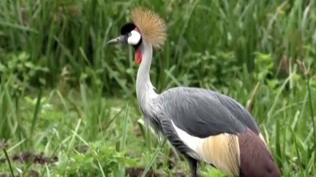 Inyoni icafye kw’ibendera ya Uganda iri k’umushiro hose muri Afrika ...