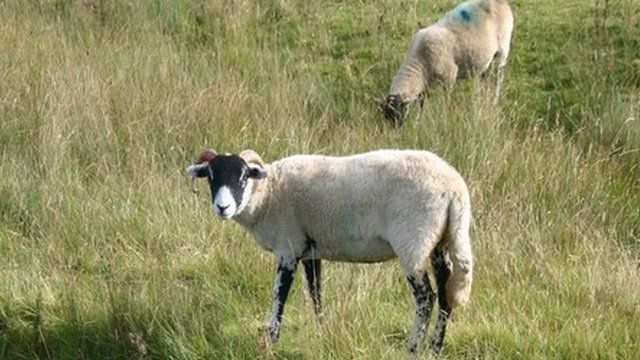 Fleecing the farmers: The true cost of stealing sheep - BBC News