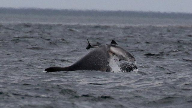 Rare attacks by dolphins on porpoises photographed - BBC News