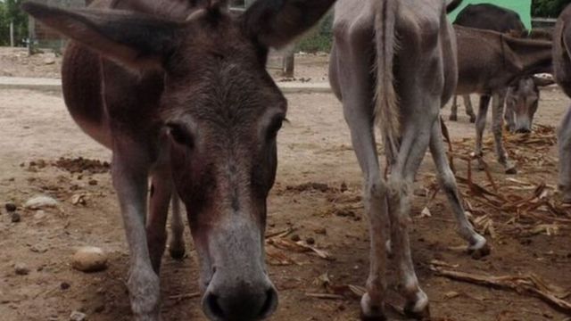 "Dameero si aad u fool xun u dhaqmaya ayaa sidey u ordayaan guryaha ...