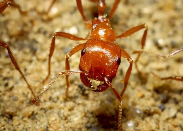 Intelligence : comment les "civilisations" des insectes redéfinissent ...