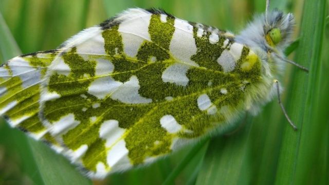 پِگ وار: جب ایک لاوارث سؤر کی وجہ سے برطانیہ اور امریکہ کے درمیان جنگ ...