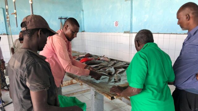 Kismaayo oo kalluun u dhoofisa Kenya - BBC News Somali