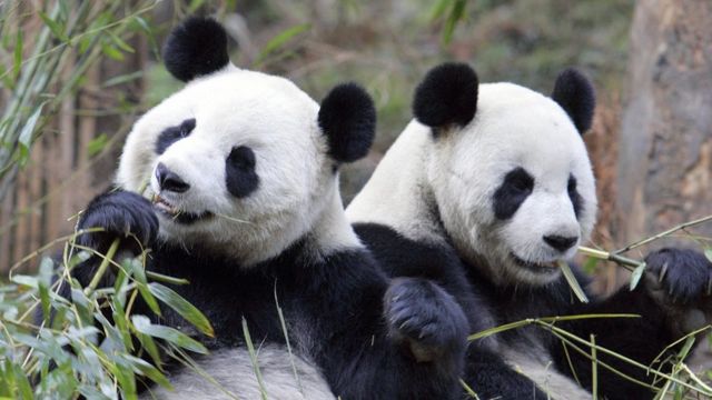 'Pupup Panda': Ketika kotoran Panda diolah jadi kertas tisu - BBC News ...