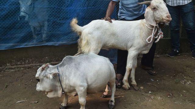 Sapi kerdil setinggi setengah meter di Bangladesh dicalonkan meraih ...