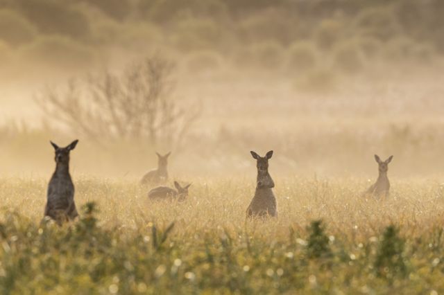 Sababta dalkan lagu daadiyay dhiigga Soomaalida loogu doortay kan ugu ...