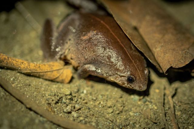 Papua: Hewan mamalia yang hilang selama 62 tahun ditemukan kembali ...