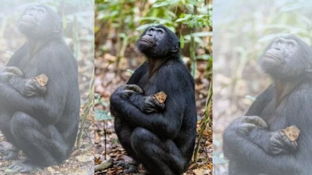 या माकडाने हे मुंगूस पाळलंय, की अजून काही भयानक घडतंय ? - BBC News मराठी