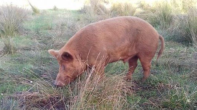 Large boar found 'wandering' on A76 near Kirkconnel - BBC News