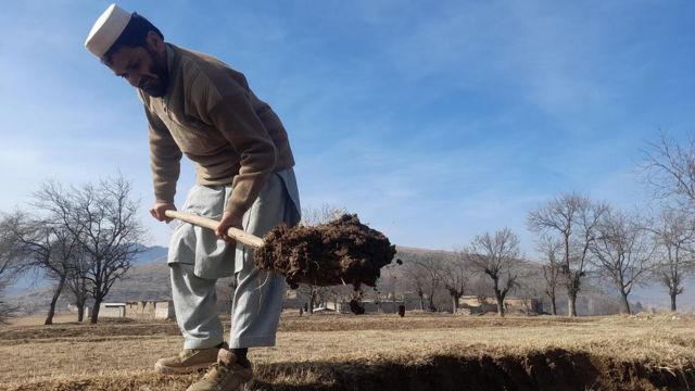 بھنگ کی کاشت کے لیے معروف وادی تیراہ کے عوام سکیورٹی چیک پوسٹوں کی ...