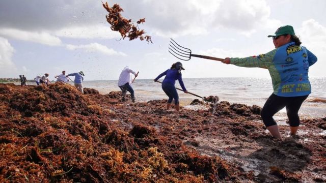 Mengapa rumput laut menginvasi Samudra Atlantik dan apa dampaknya bagi ...